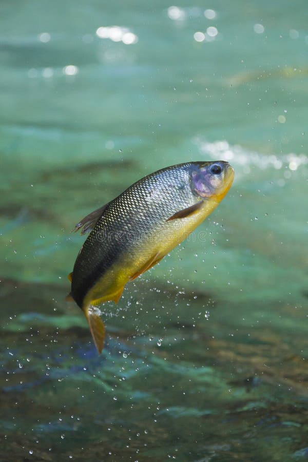Sauter De Poissons De Piraputanga De L'eau Image stock - Image du ...