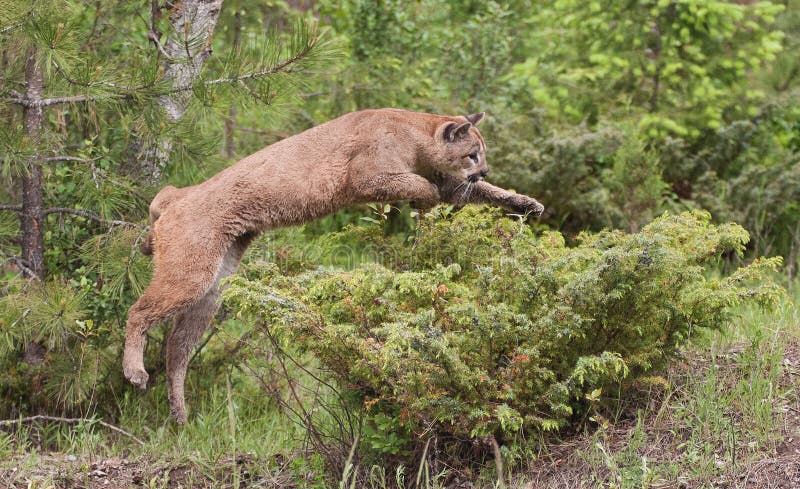 Brancher de puma image stock. Image du chasse, prédateur - 12205373