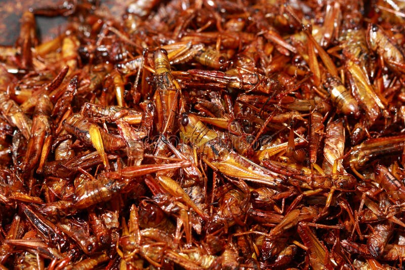 Sauterelle frite image stock. Image du sauterelle, nourriture - 25960505