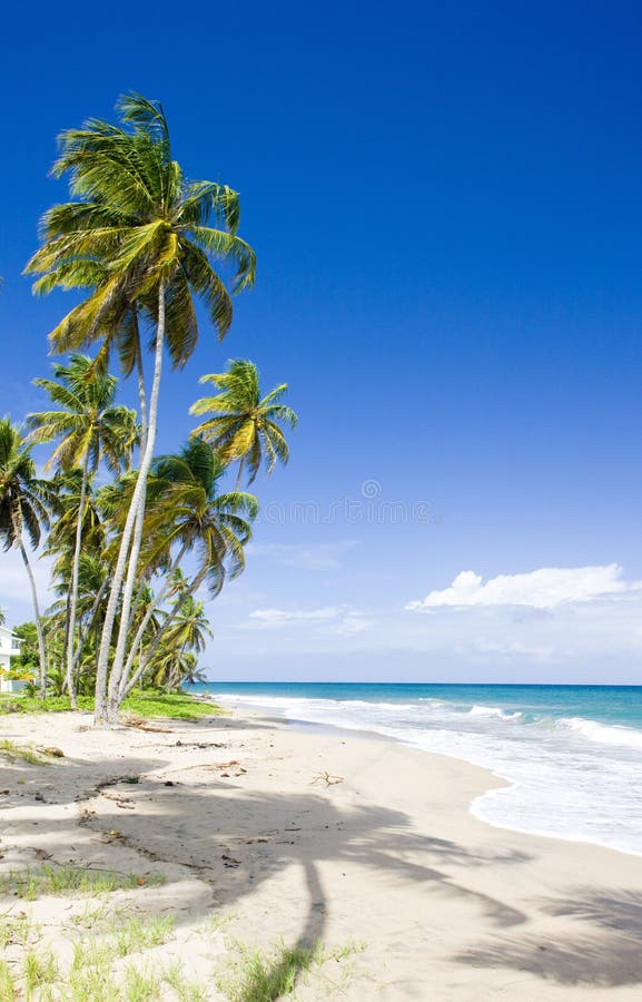 Sauteurs Bay, Grenada stock image. Image of flora, grenada - 151087335
