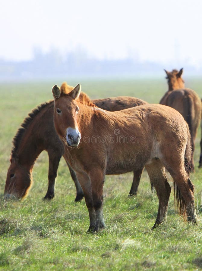 Cheval-tarpan sauvage photo stock. Image du pré, horizontal - 6839804