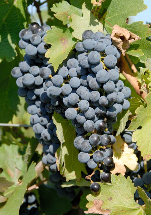 Cabernet Sauvignon Traubenblumen Stockfoto - Bild von traube, grün: 9592834