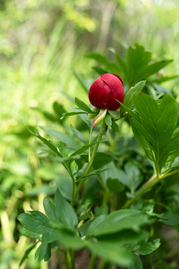 Savage Flower stock image. Image of pass, savage, detail - 95046391
