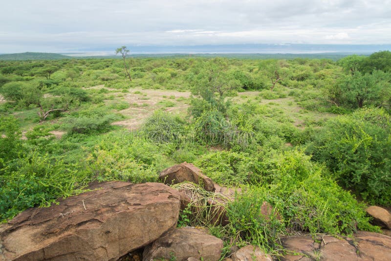 Savana foto de stock. Imagem de wilderness, paisagem - 29201568