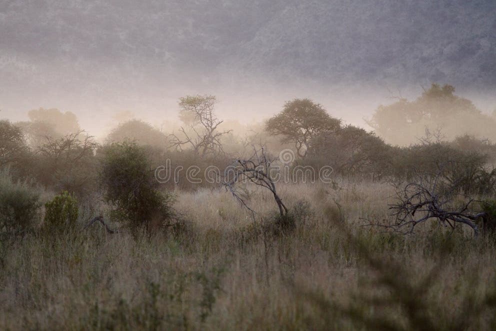 Savana stock photo. Image of foliage, glowing, happiness - 9394158