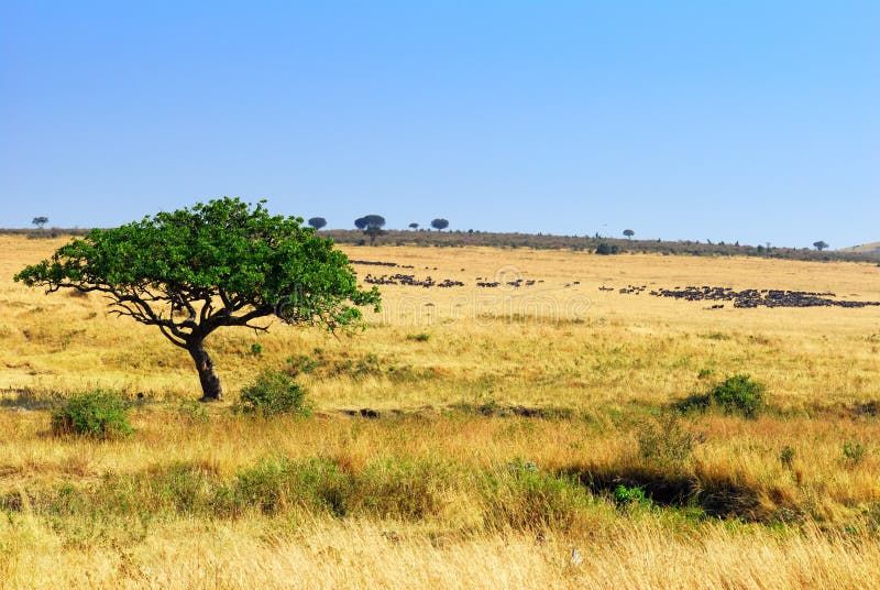 Savana africano imagem de stock. Imagem de selvagem, rebanho - 21838689