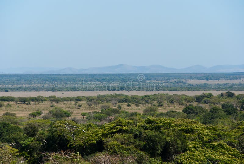 Paisagem Do Savana Da Floresta Imagem de Stock - Imagem de grasslands ...