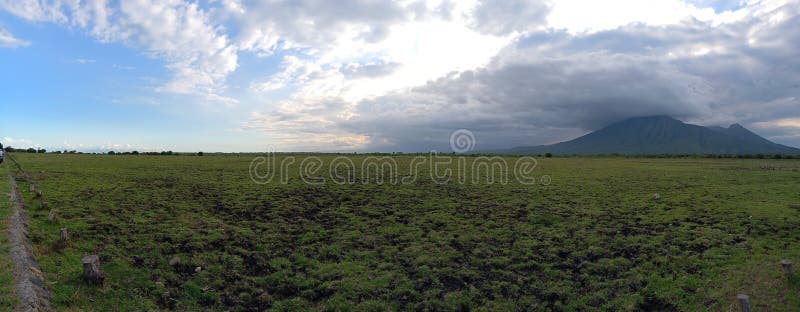Savana van Java stock image. Image of plant, bekol, java - 270647601