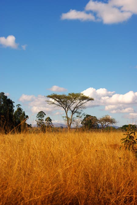 Savanna Africa stock image. Image of field, acacia, environmental ...