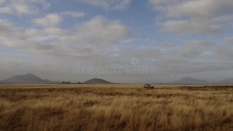 Savanna Field in Summer Season Stock Photo - Image of grass, horizon ...
