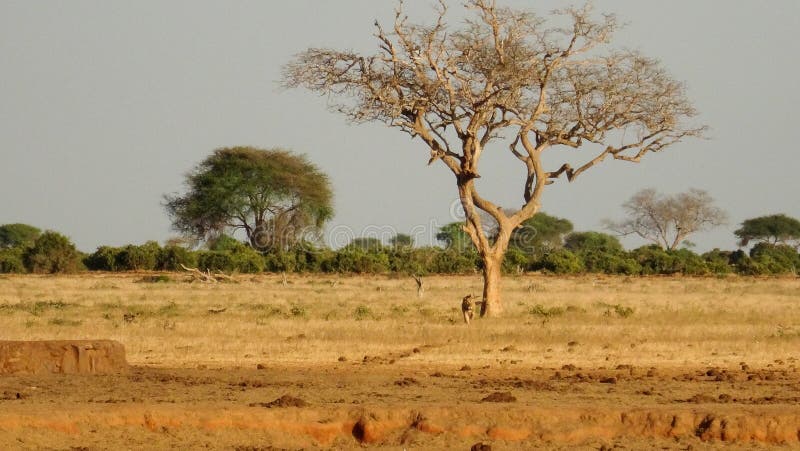Savanna Field in Summer Season Stock Photo - Image of heat, safari ...