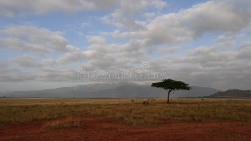 Savanna Field in Summer Season Stock Photo - Image of grass, scenery ...