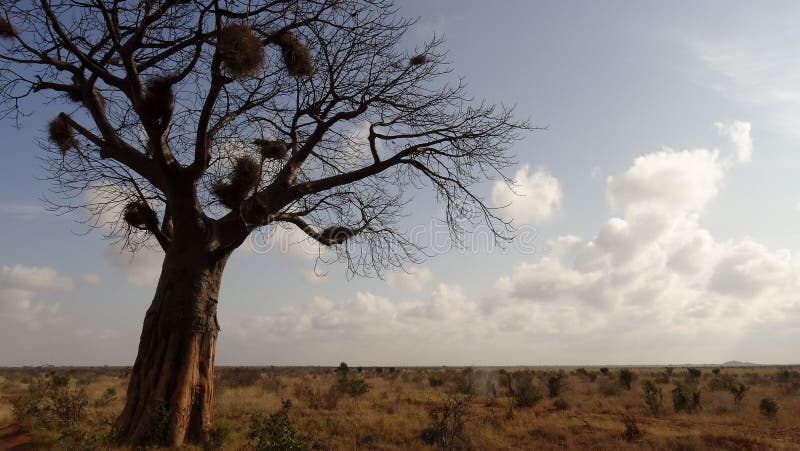 Savanna Field in Summer Season Stock Image - Image of east, acacia ...