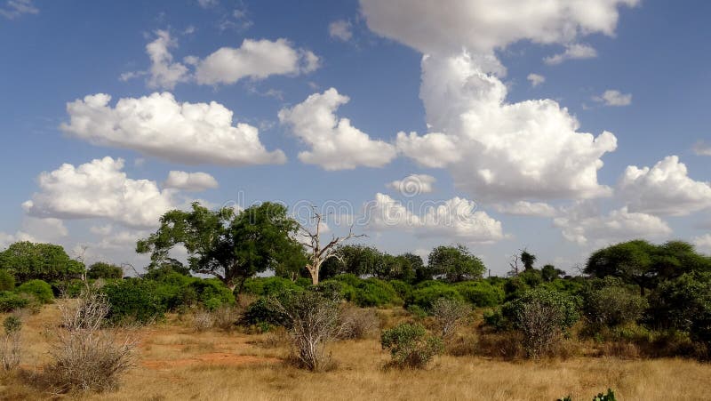Savanna Road in Summer Season Stock Image - Image of africa, park ...