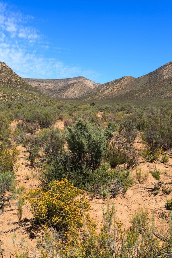 Savanna Forest Landscape and Blue Sky in South Africa Stock Photo ...
