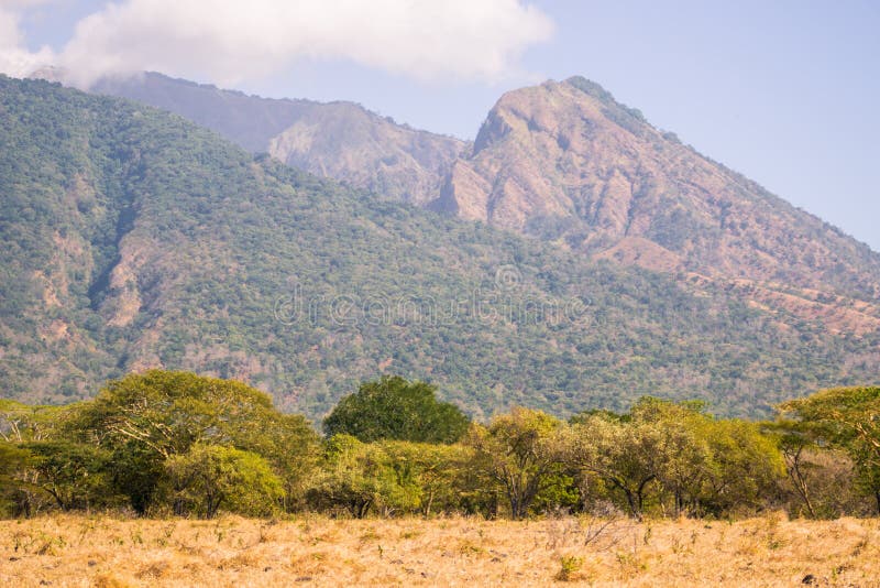 Savanna, Tree, and Mountain Stock Photo - Image of monkey, bull: 125584074