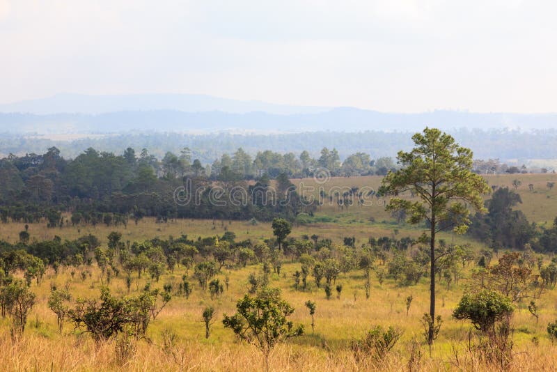 Savanna forest in Thailand stock image. Image of land - 82677735