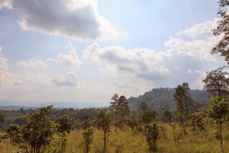 Savanna forest with sky stock image. Image of fresh, countryside - 82690235