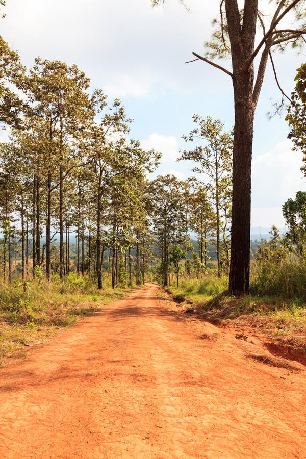 Savanna forest with sky stock image. Image of tree, rural - 82691167