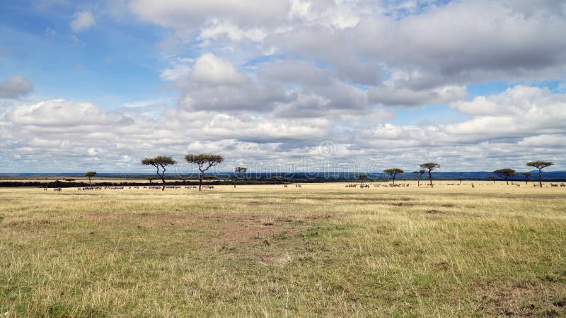 Savanna and Grass Fields in Kenya, Africa Stock Image - Image of africa ...