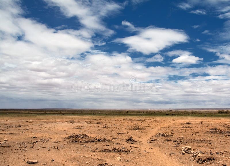 Savanna Landscape stock photo. Image of grazing, grass - 13135102