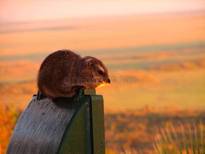 Savanna Rat stock image. Image of kenia, orange, sunrise - 30414319