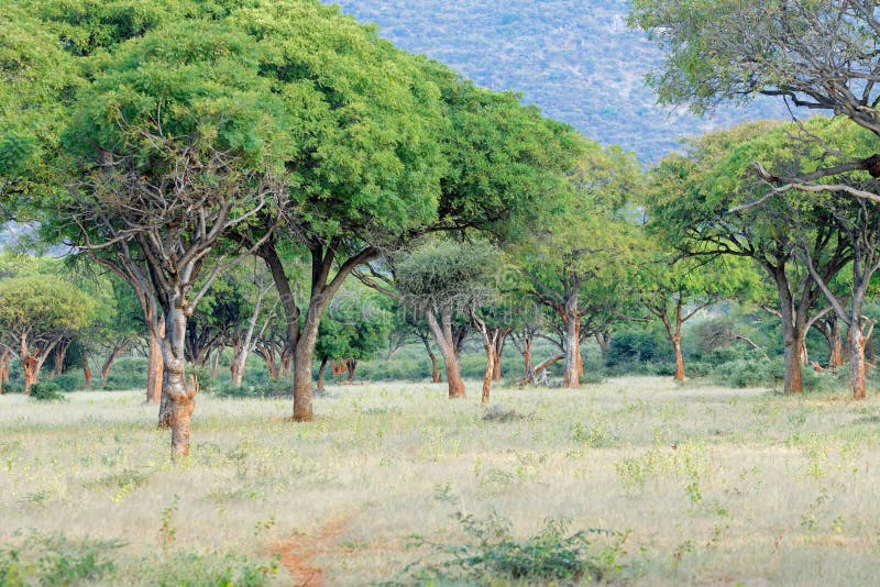 Savanna Tree Landscape - Northern Namibia Stock Image - Image of ...