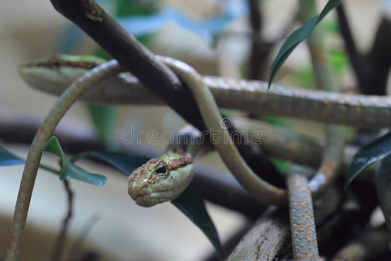 Savanna vine snake stock photo. Image of adult, nature - 261584940
