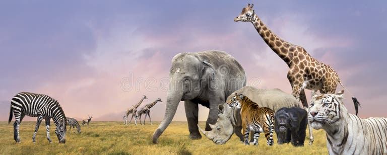 Savanna Wild Animals Collage Stock Image - Image of collage, grass ...