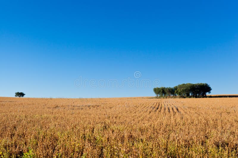 Savannah 2 stock photo. Image of people, calm, yellow - 24284178