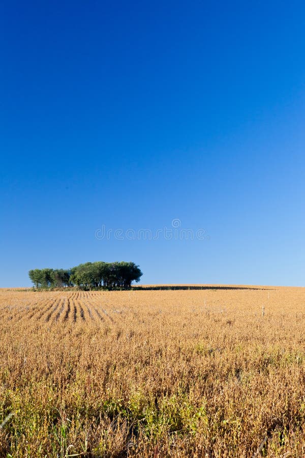 Savannah stock image. Image of corn, landscape, summer - 24284087
