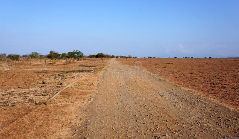 Savannah editorial stock image. Image of season, java - 64873244