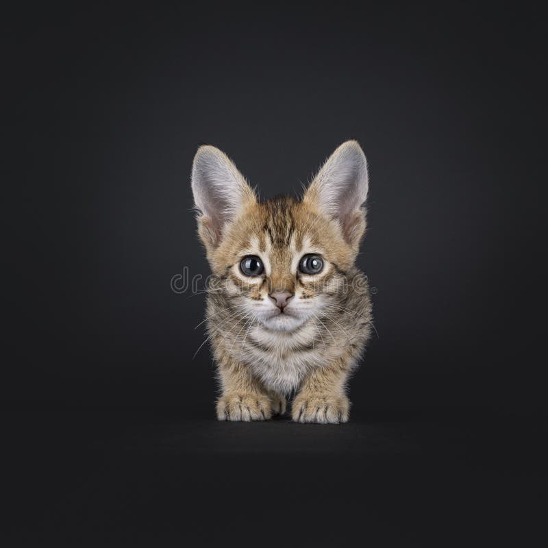 Crawling Sneak Camera Stock Photos - Free & Royalty-Free Stock Photos ...