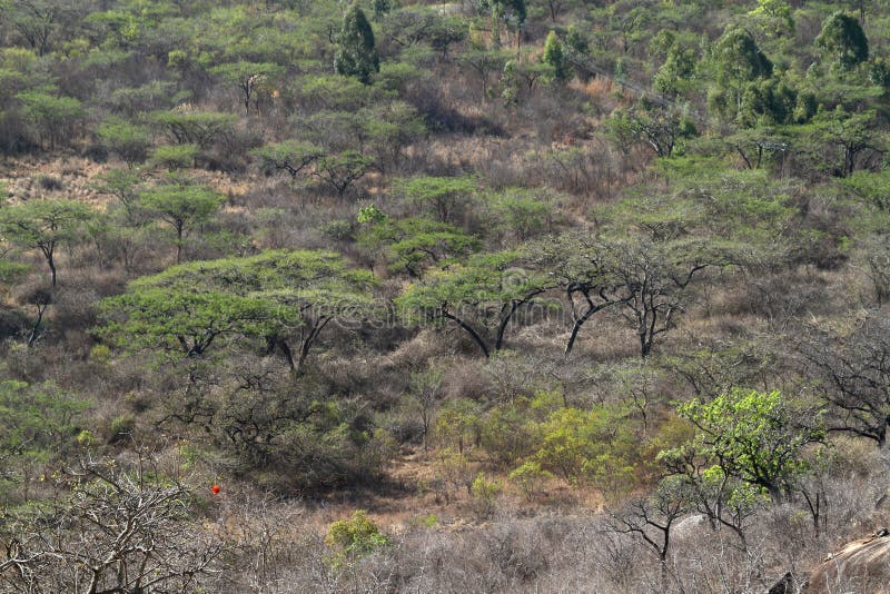 The Savannah in Zimbabwe stock photo. Image of savannah - 136705068