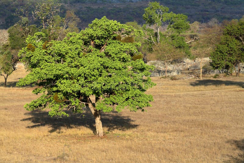 The Savannah in Zimbabwe stock image. Image of jungle - 136705993