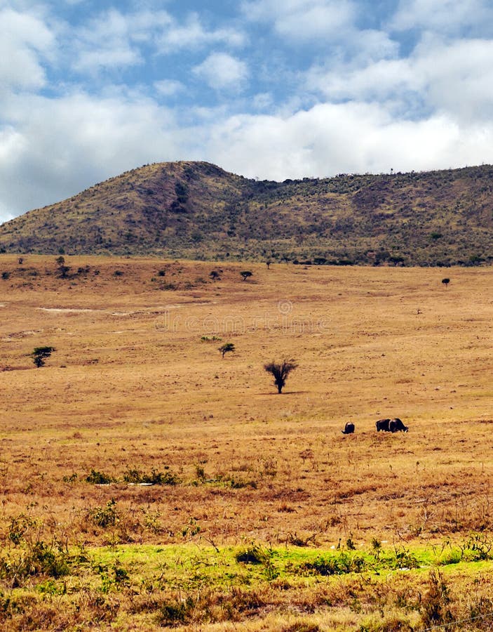 Kenyan landscape stock image. Image of kenyan, environment - 209073965