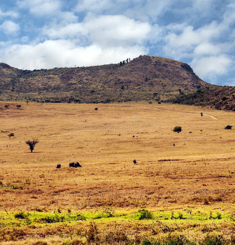 Kenyan landscape stock photo. Image of field, grass - 209073966