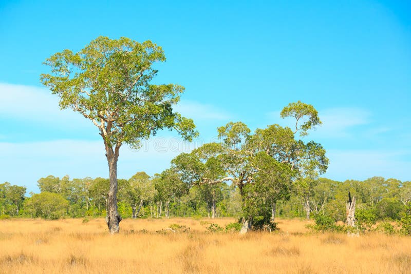 Savannah Landscape stockfoto. Bild von wald, draussen - 30568660
