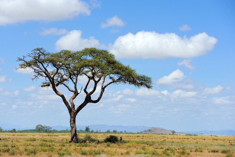 Acacia Tree in Savannah Zimbabwe, South Africa Stock Photo - Image of ...