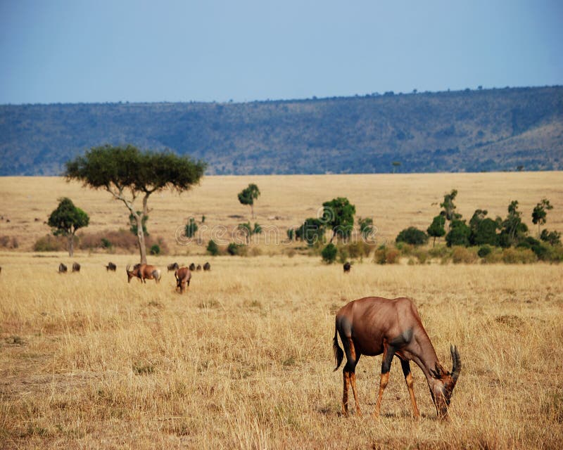 Savannah Landscape stock photo. Image of protect, landscape - 56162844