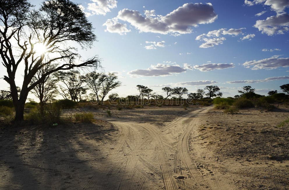Savannah Landscape with a Split in the Road Stock Photo - Image of fork ...