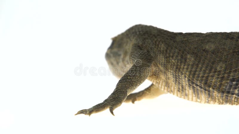 Varanus Exanthematicus Savannah Monitor Lizards are Robustly Built ...