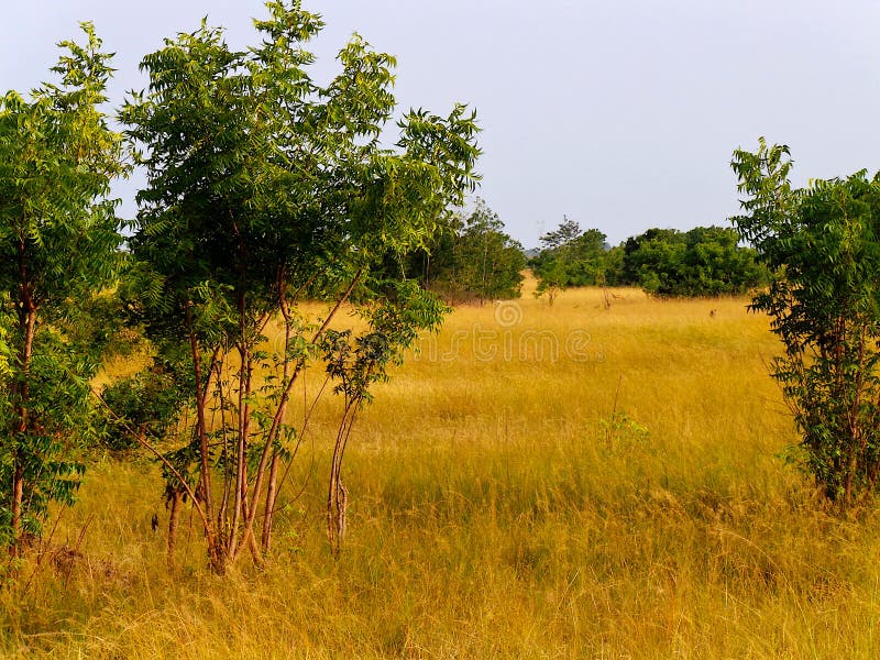 Landscape of a Grassy Savannah Stock Image - Image of outdoors, clear ...