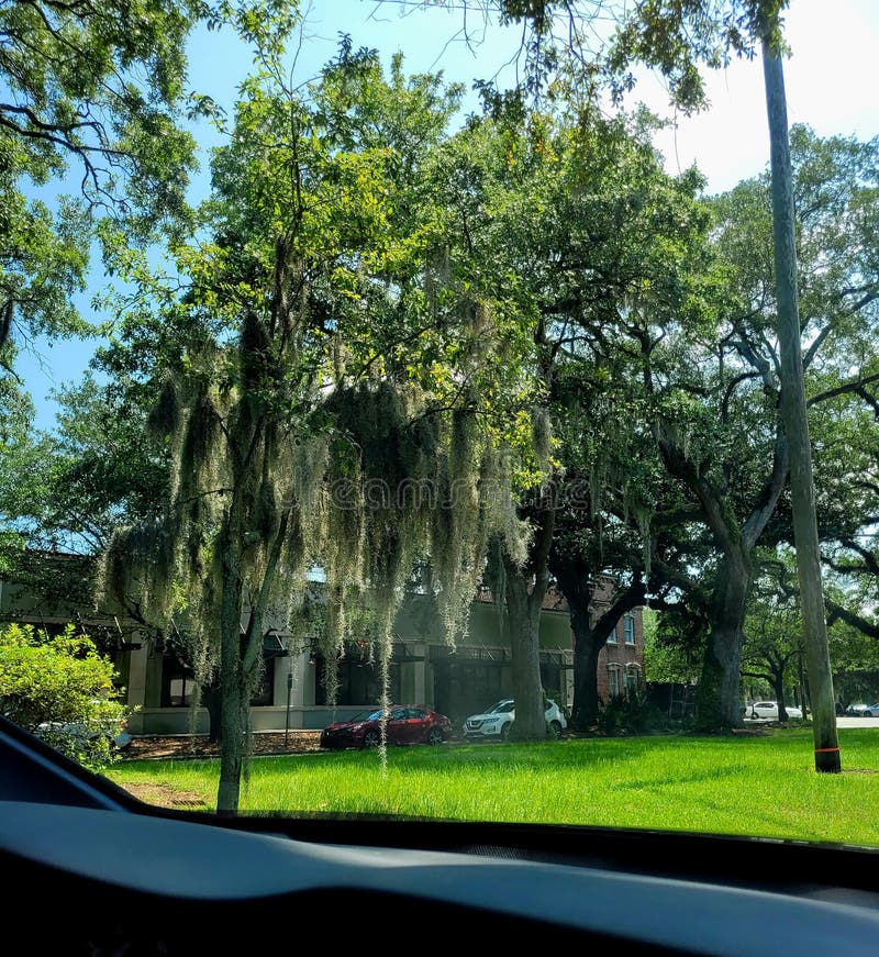 Savannah South Carolina editorial photography. Image of tree - 260712007