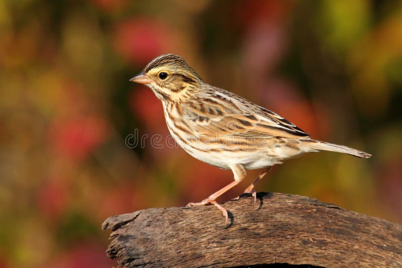 Savannah Sparrow in Autumn stock image. Image of songbirds - 11457921