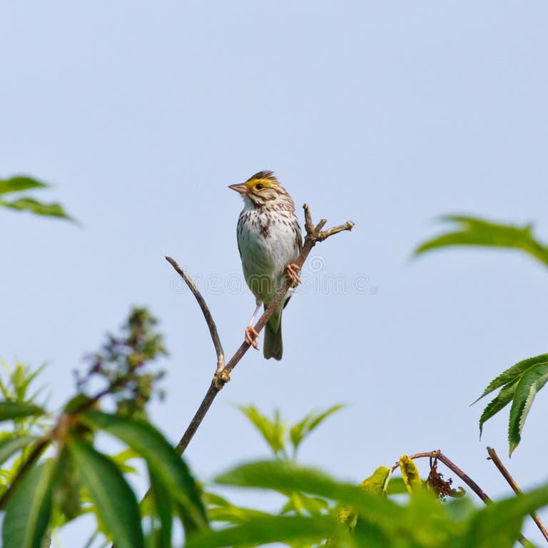 Savannah Sparrow stock photo. Image of watchful, watching - 31437020
