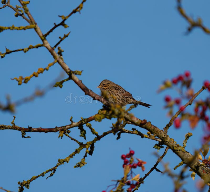 Savannah Sparrow Resting on Tree Branch Stock Image - Image of ...