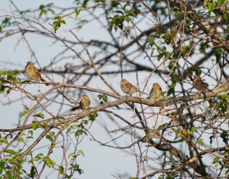 Savannah Sparrow Resting on Tree Branch Stock Photo - Image of bills ...