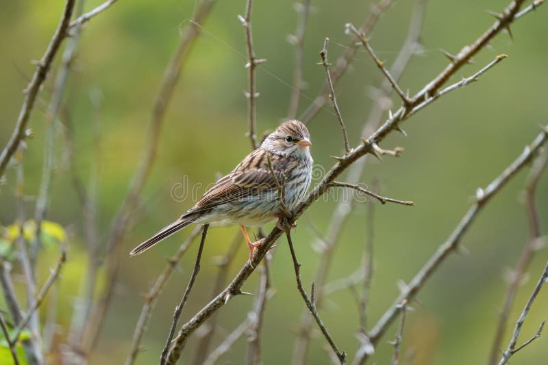 Savannah Sparrow Resting on Tree Branch Stock Image - Image of coastal ...