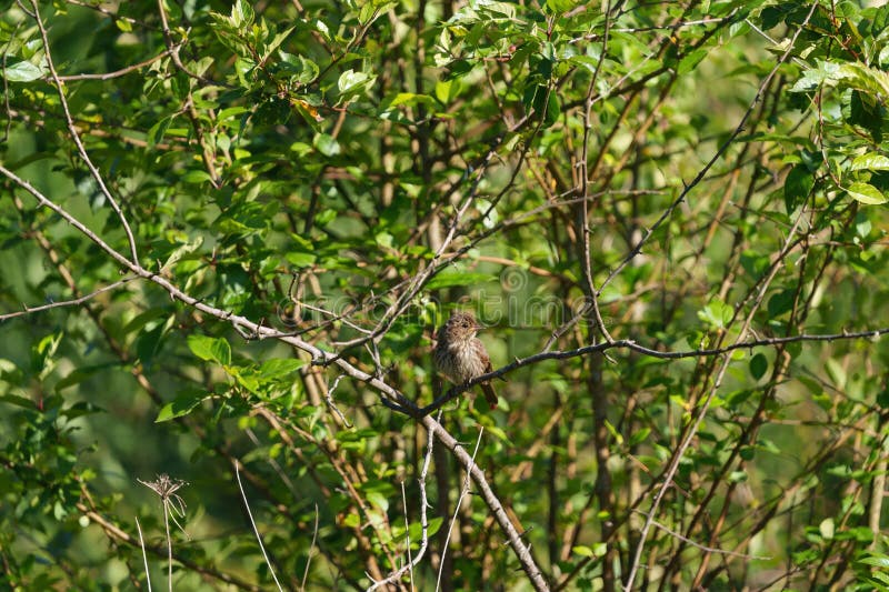 Savannah Sparrow Resting on Tree Branch Stock Photo - Image of ...